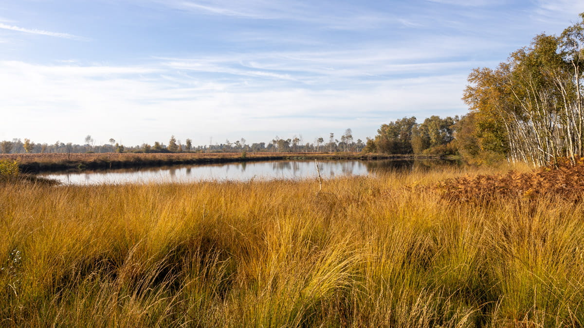Project Leegveld: herstel van de Deurnsche Peel - Buitencentrum De Pelen